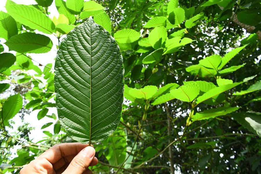 A Glimmer of Hope for Kratom Farmers in Indonesia